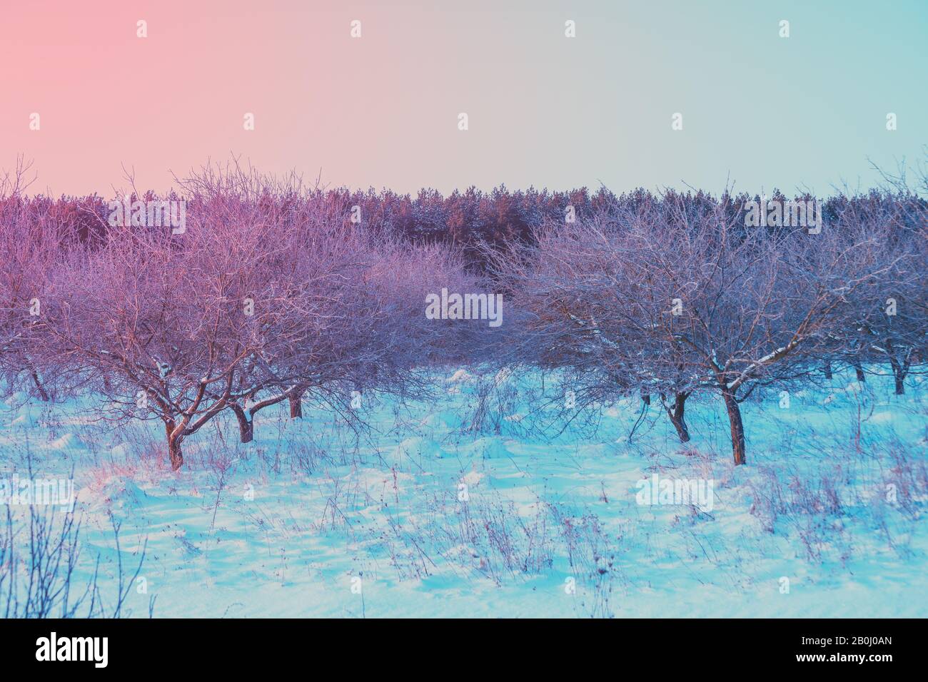 Apple orchard in the winter. Sunrise over the apple orchard on a frosty ...