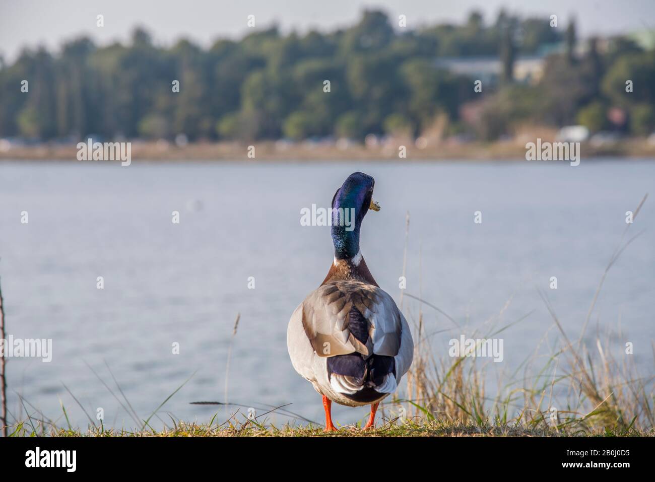 Strunjan Beach High Resolution Stock Photography and Images - Alamy