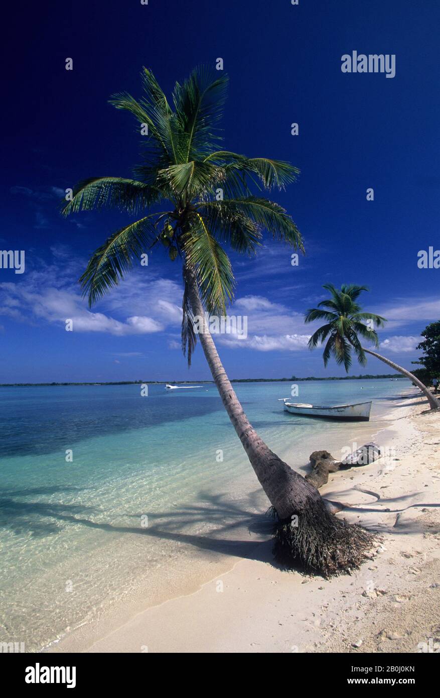 HONDURAS, BAY ISLANDS, UTILA ISLAND, BEACH WITH COCONUT PALM TREES ...