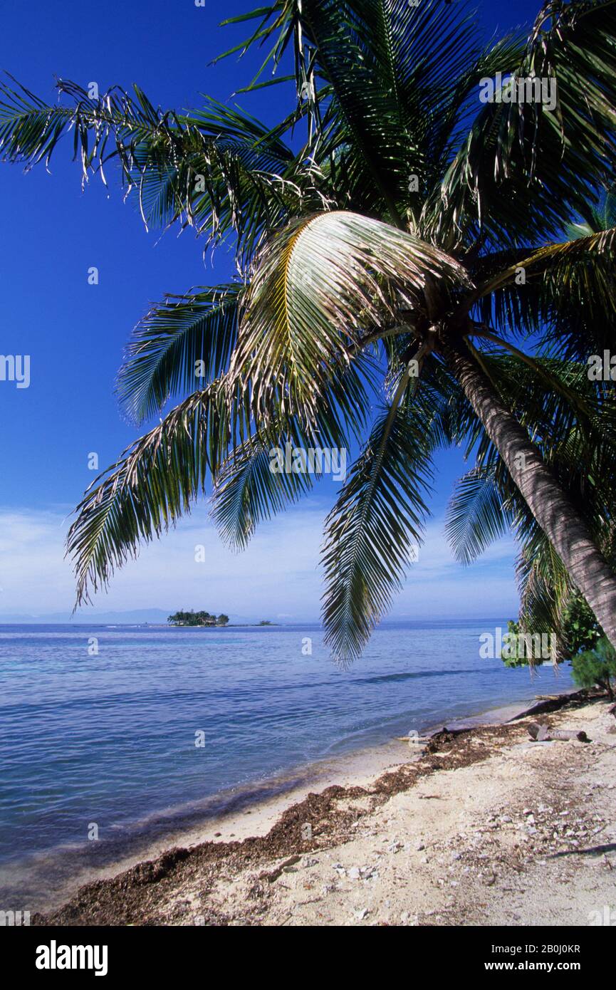HONDURAS, BAY ISLANDS, UTILA ISLAND, COCONUT PALM TREE Stock Photo - Alamy