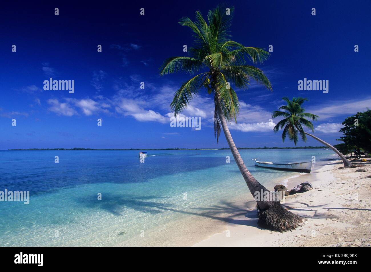 HONDURAS, BAY ISLANDS, UTILA ISLAND, BEACH WITH COCONUT PALM TREES ...