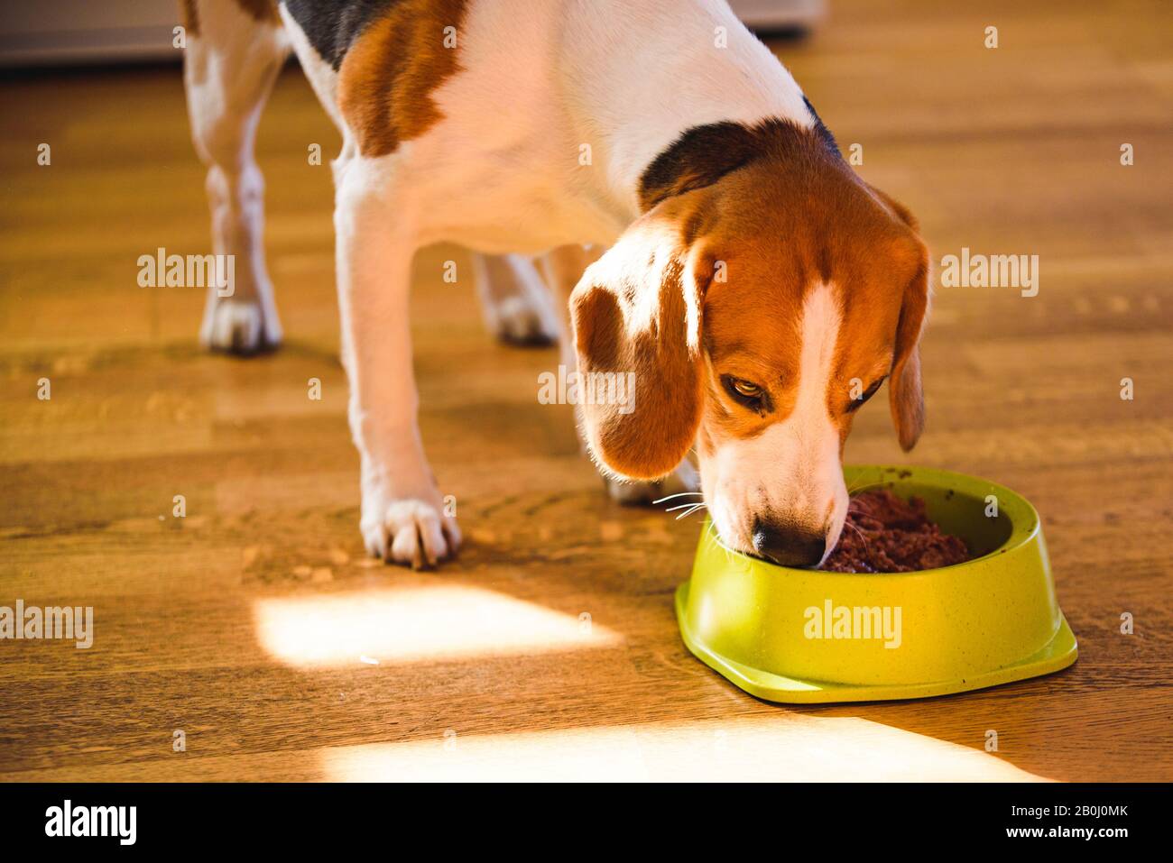 Dog beagle eating canned food from bowl in bright interior Stock Photo ...