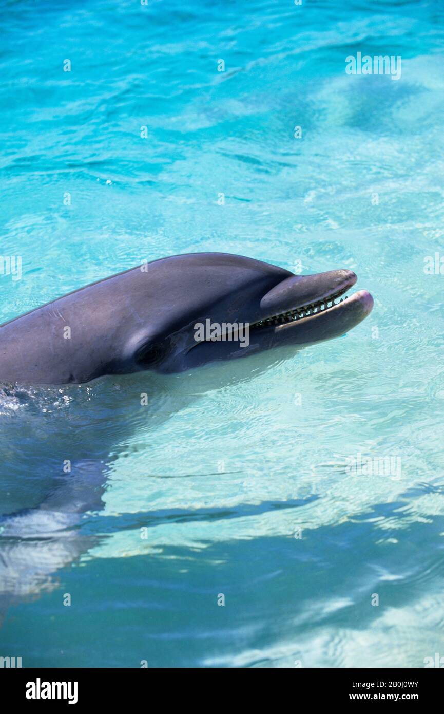 HONDURAS, BAY ISLANDS, ROATAN ISLAND, ANTHONY'S KEY RESORT, DOLPHIN ...