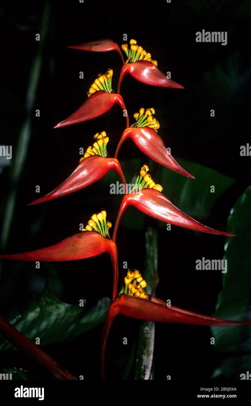 HONDURAS, ROATAN ISLAND, HELICONIA FLOWER Stock Photo - Alamy