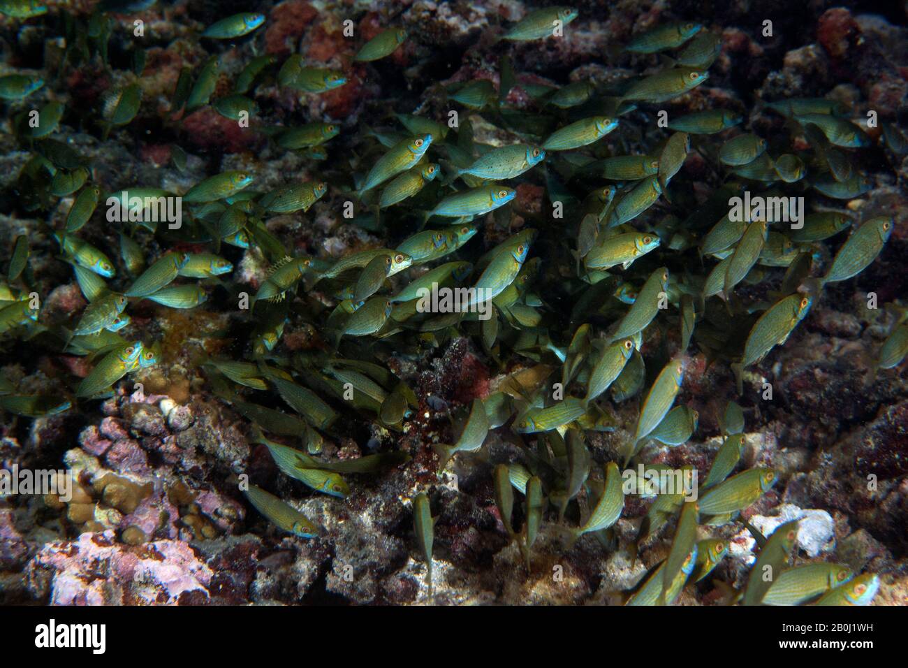 Siganus argenteus hi-res stock photography and images - Alamy