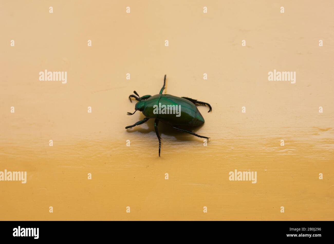 PERU, AMAZON BASIN, UCAYALI RIVER, GREEN BEETLE Stock Photo - Alamy