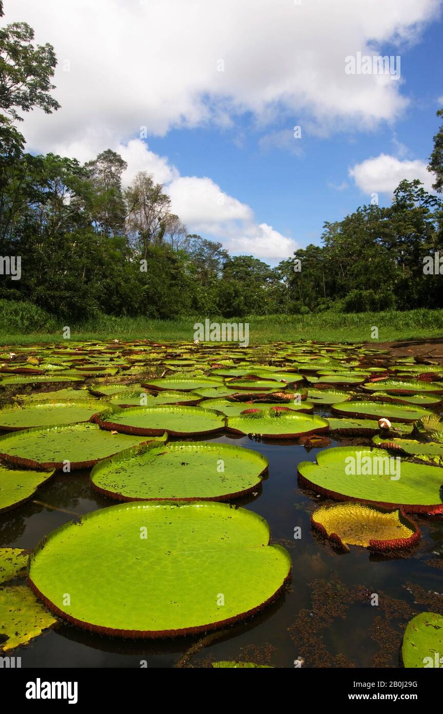 PERU, AMAZON BASIN, UCAYALI RIVER, VICTORIA AMAZONICA, GIANT WATER LILY ...