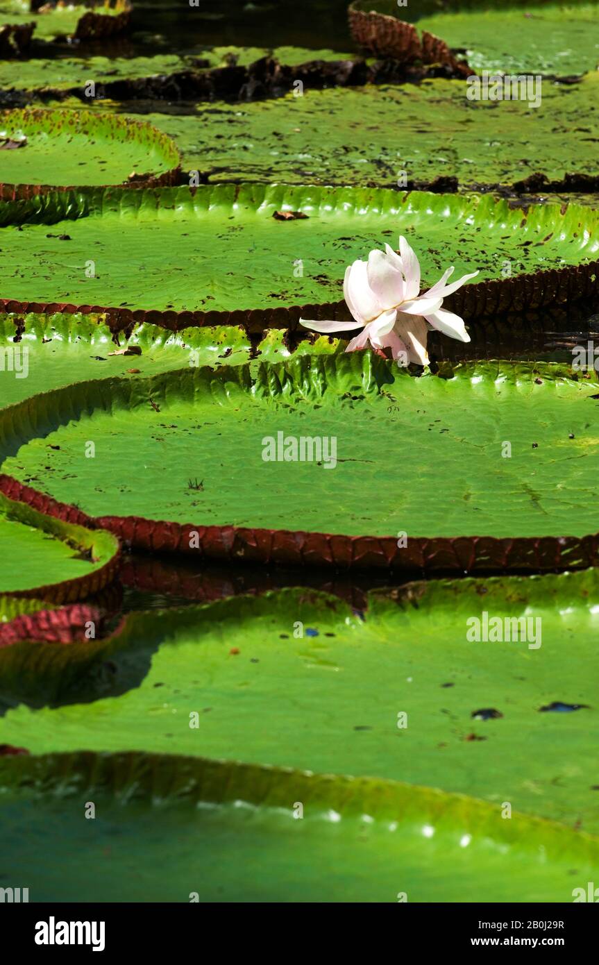 PERU, AMAZON BASIN, UCAYALI RIVER, VICTORIA AMAZONICA, GIANT WATER LILY ...