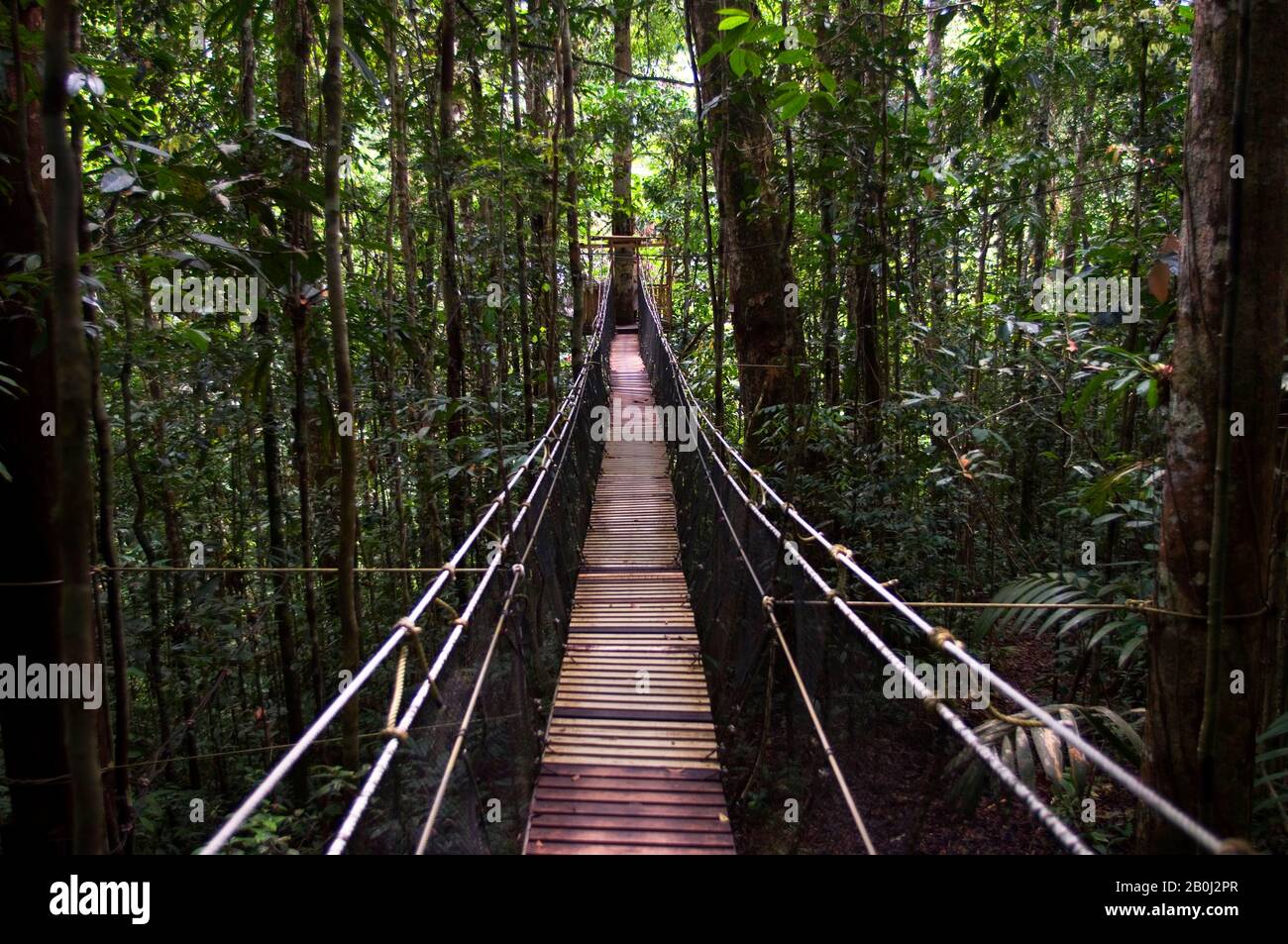 Canopy walkway peru hi-res stock photography and images - Alamy