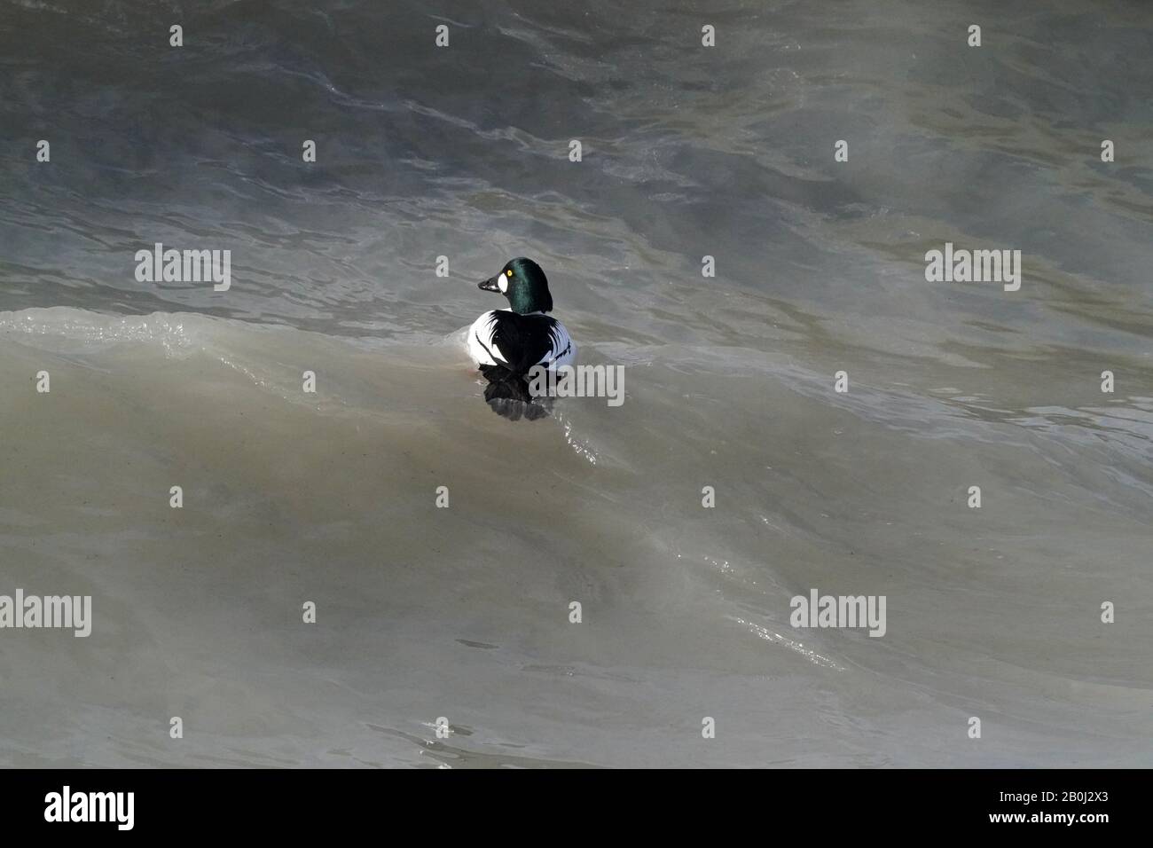 Ducks riding very high waves Stock Photo - Alamy
