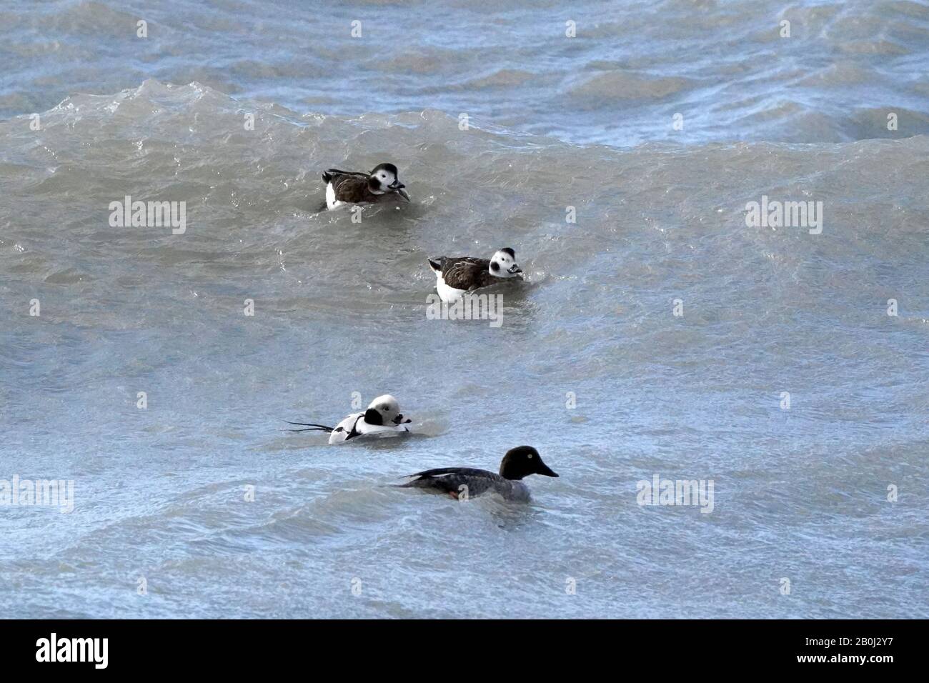 Ducks riding very high waves Stock Photo - Alamy
