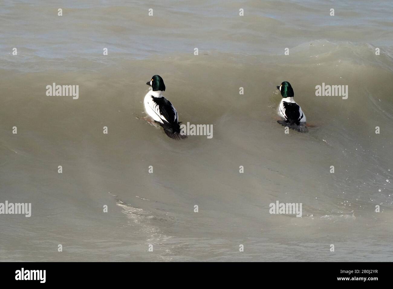Ducks Flying Together Stock Photos & Ducks Flying Together Stock Images ...