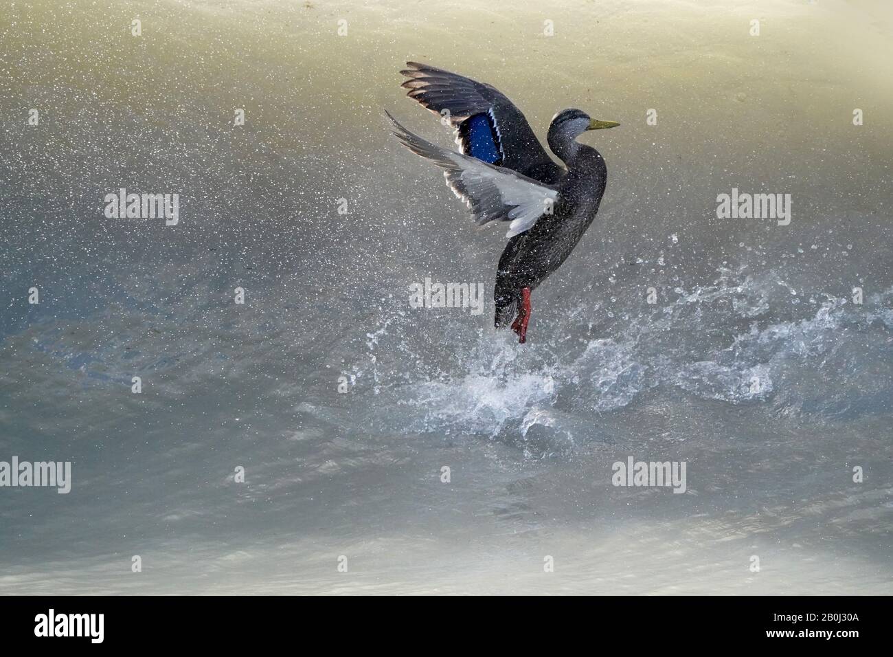 Flying out of incredibly high waves hi-res stock photography and images ...