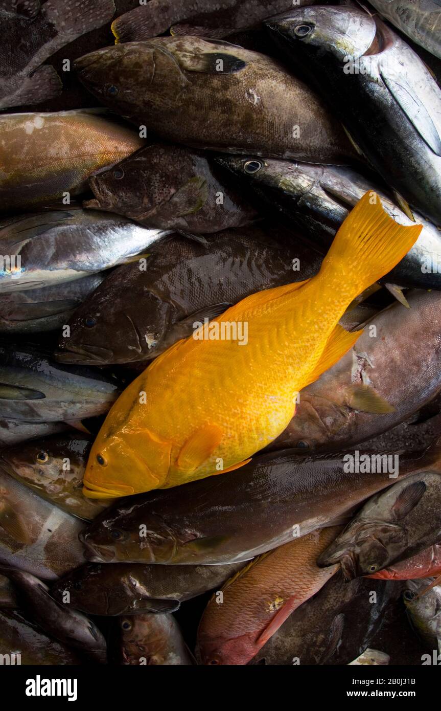 Galapagos islands santa cruz island ecuador ecuadorian south america ...