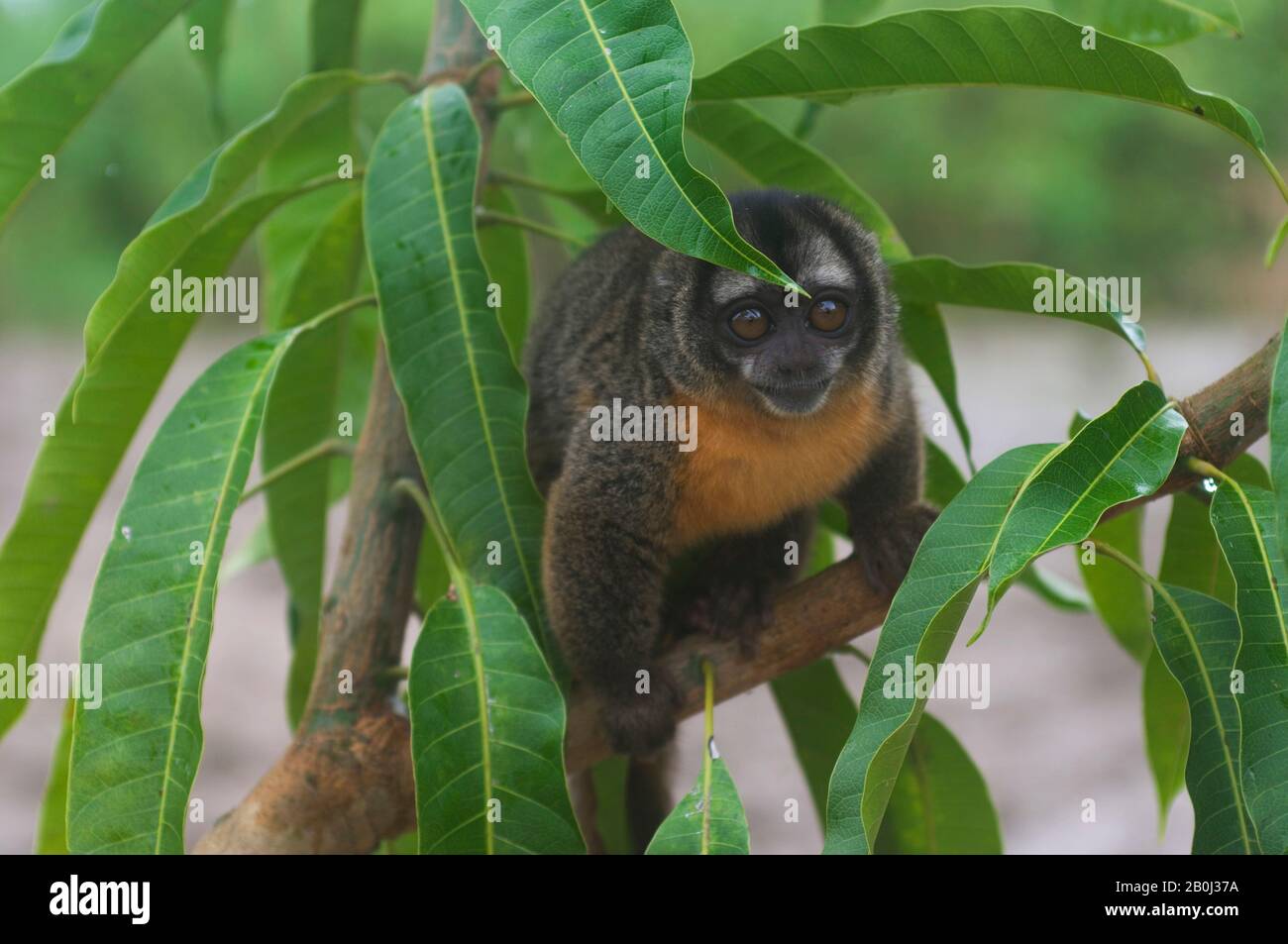 Owl monkey hi-res stock photography and images - Alamy