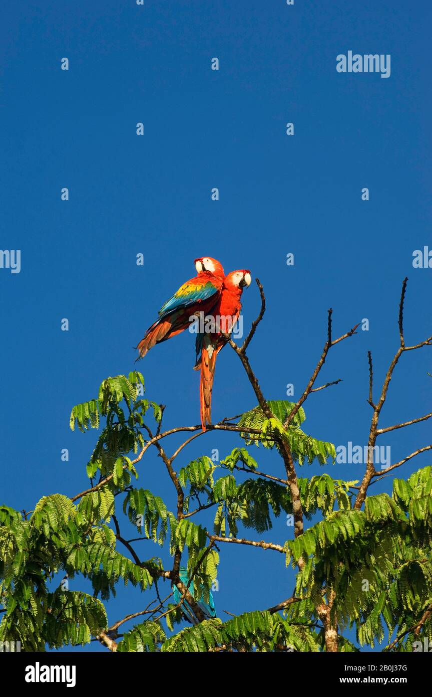 PERU, AMAZON RIVER, NEAR IQUITOS, SCARLET MACAWS SITTING ON TOP OF TREE ...