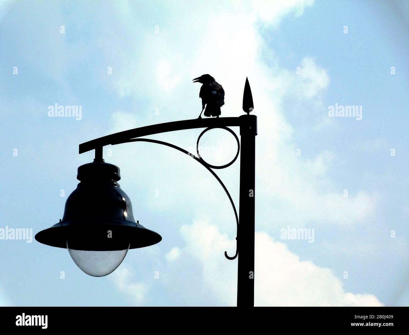Raven on lamp post in hi-res stock photography and images - Alamy