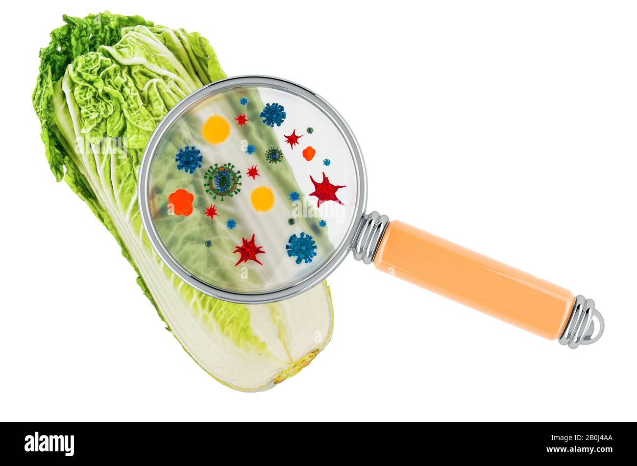 Chinese cabbage with germs, microbes or viruses under magnifying glass ...