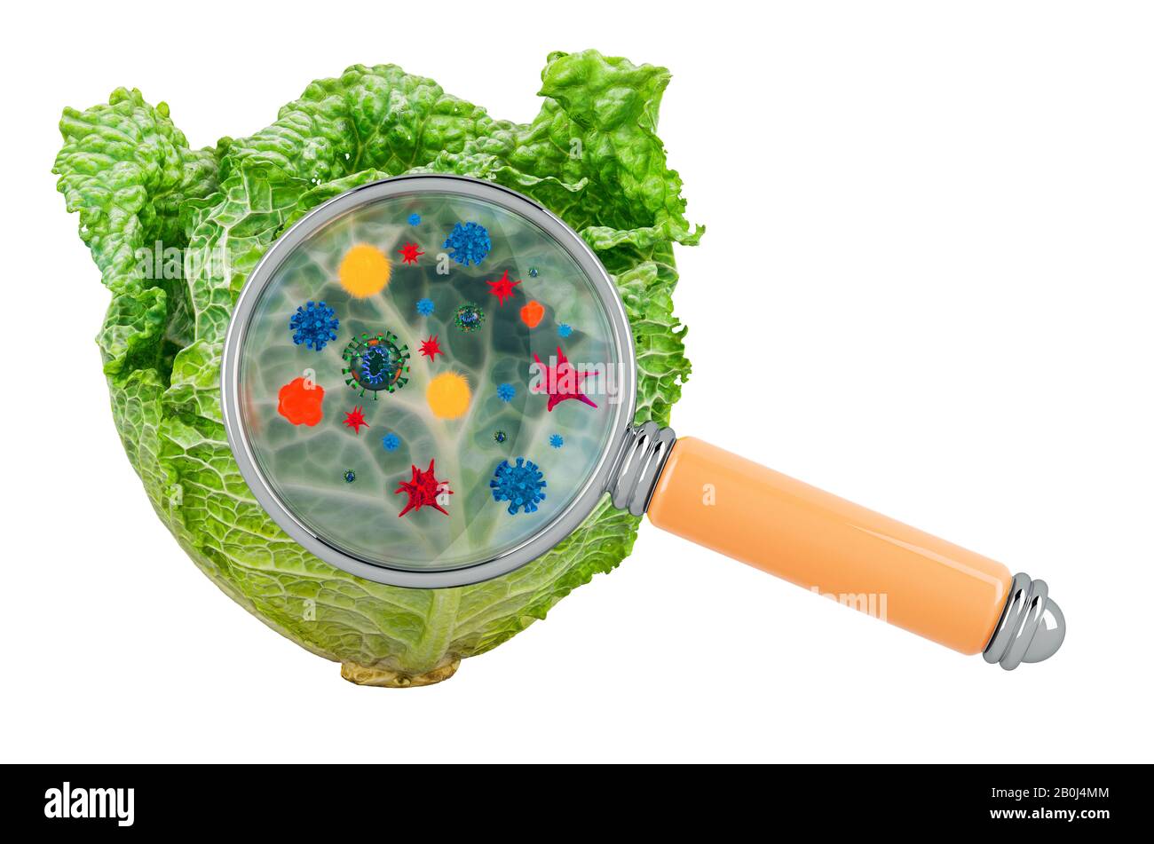 Savoy cabbage with germs, microbes or viruses under magnifying glass ...