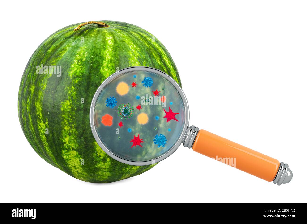 Watermelon with germs, microbes or viruses under magnifying glass, 3D ...