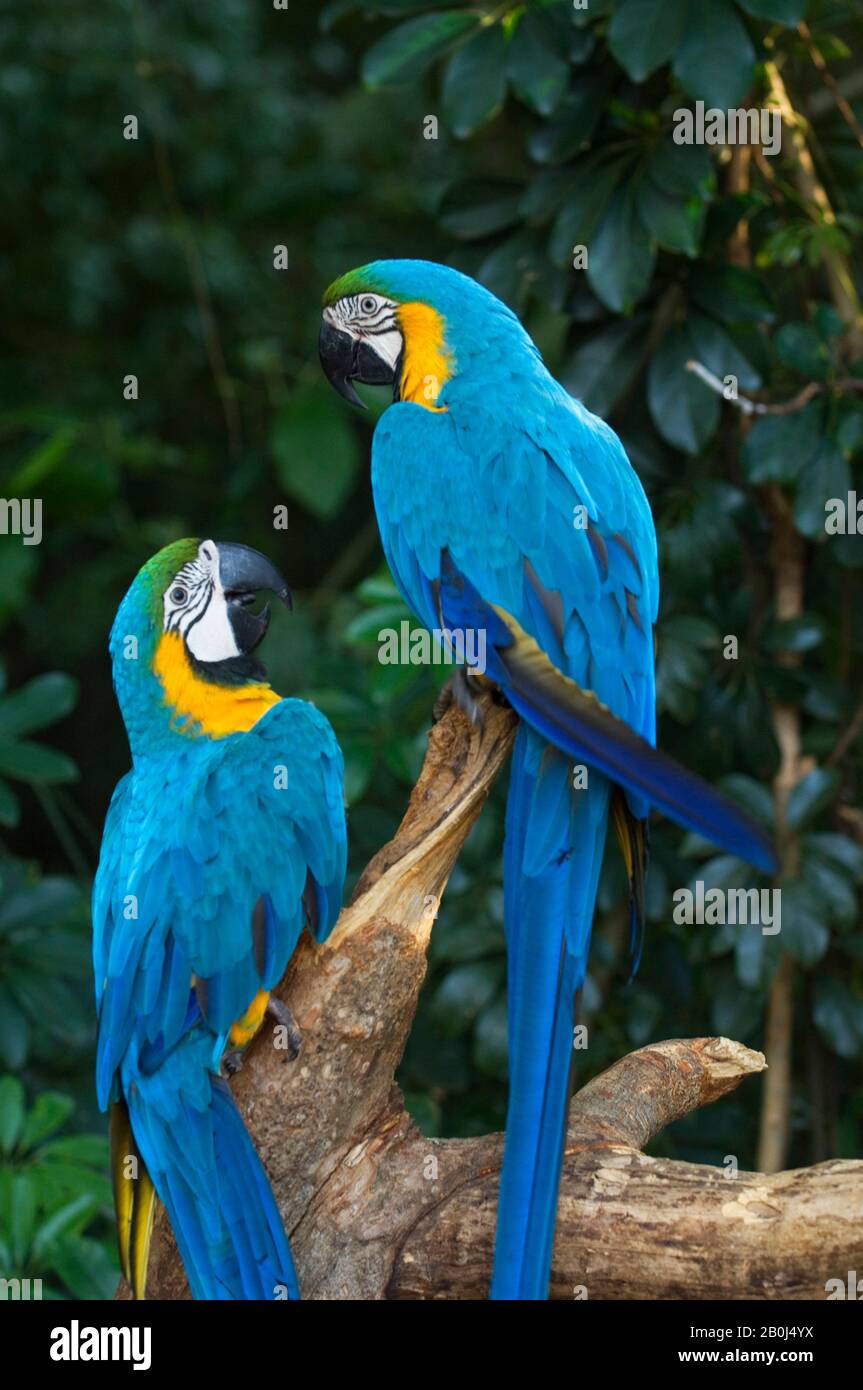 BRAZIL, IGUASSU, BLUE-AND-YELLOW MACAWS, Ara ararauna Stock Photo - Alamy