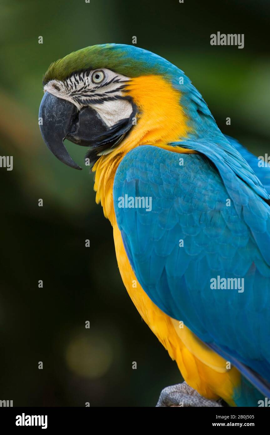BRAZIL, IGUASSU, BLUE-AND-YELLOW MACAW, Ara ararauna, PORTRAIT Stock Photo - Alamy
