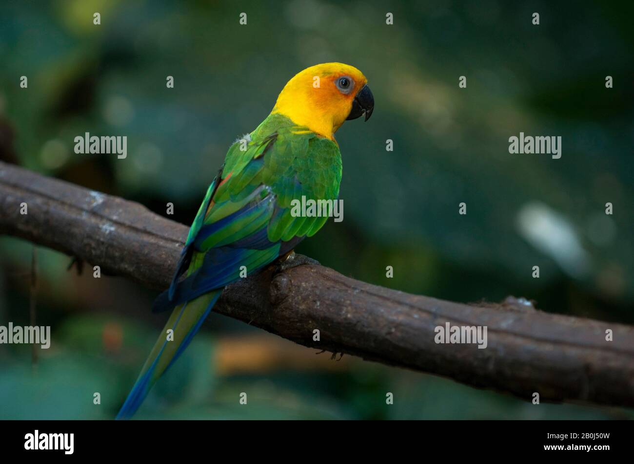Jandaya hi-res stock photography and images - Alamy
