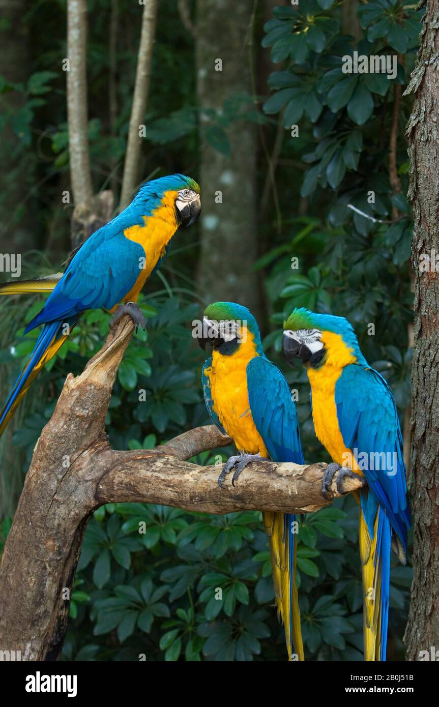 BRAZIL, IGUASSU, BLUE-AND-YELLOW MACAWS, Ara ararauna Stock Photo - Alamy