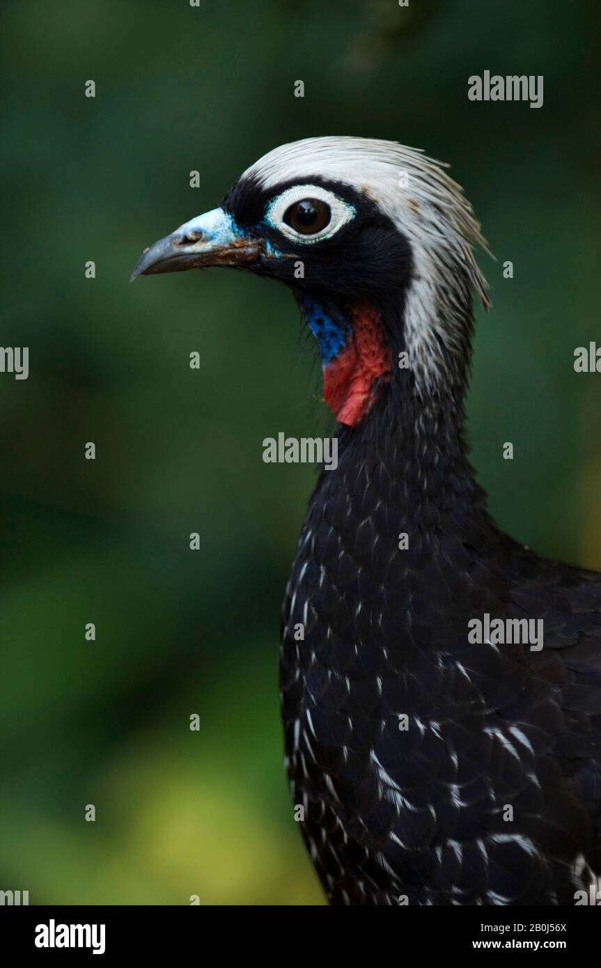 BRAZIL, IGUASSU, BLACK-FRONTED PIPING GUAN, Pipile jacutinga Stock ...