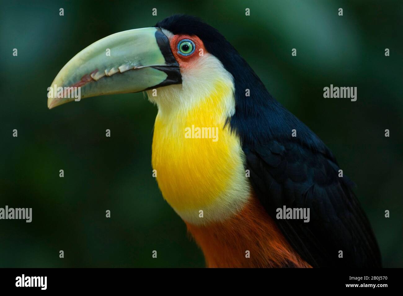 Red breasted toucan ramphastos hi-res stock photography and images - Alamy
