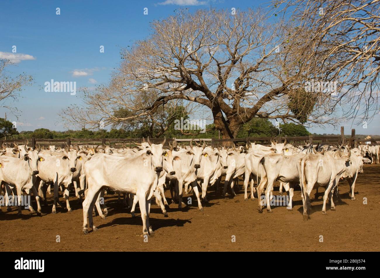 BRAZIL, MATO GROSSO, PANTANAL, REFUGIO ECOLOGICO CAIMAN, RANCH, CATTLE ...
