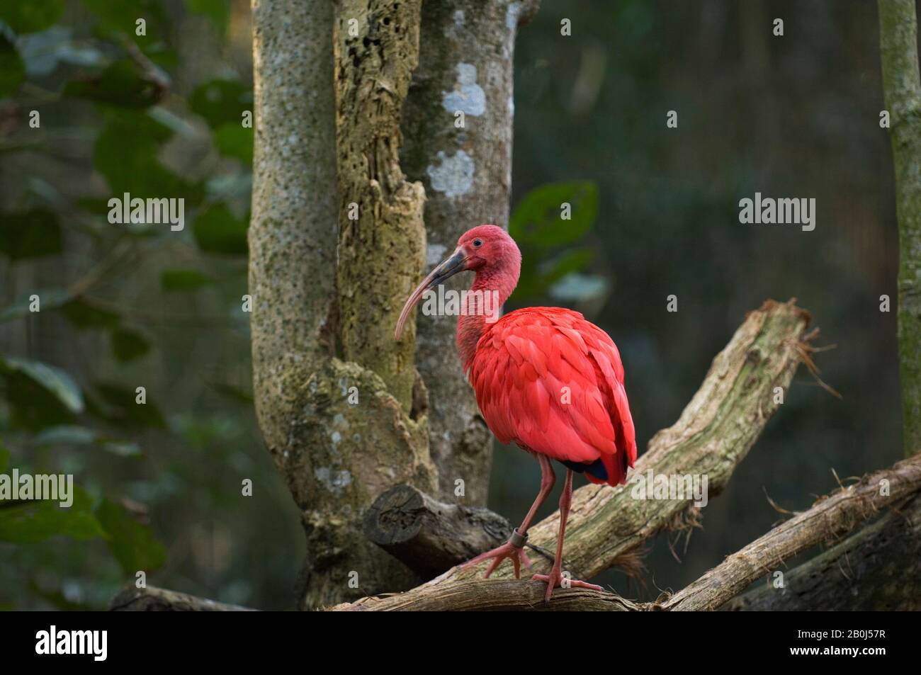 Ibis brazil hi-res stock photography and images - Alamy