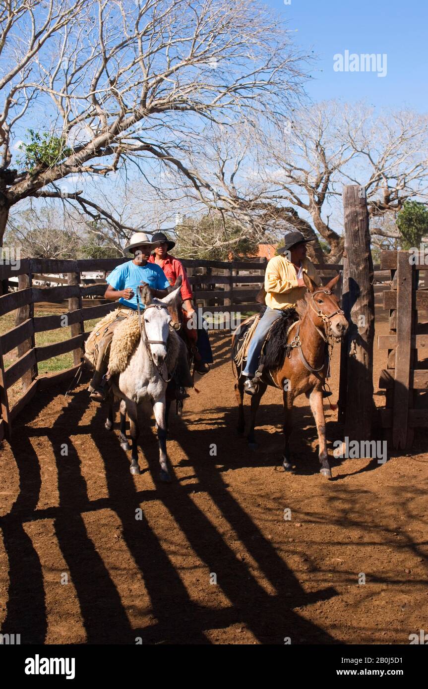 BRAZIL, MATO GROSSO, PANTANAL, REFUGIO ECOLOGICO CAIMAN, RANCH, COWBOYS ...