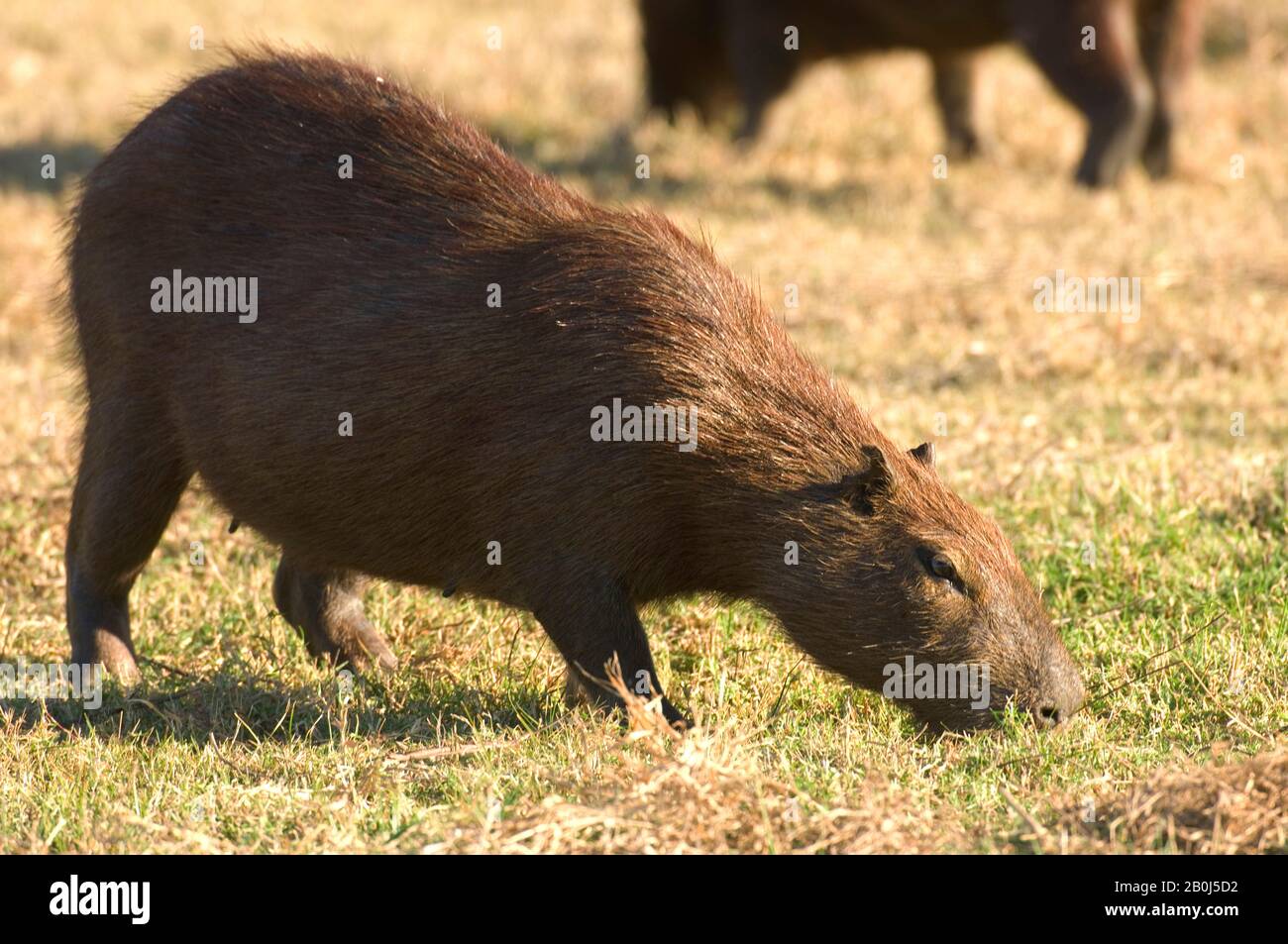 Pantanal capybara brazil hi-res stock photography and images - Alamy