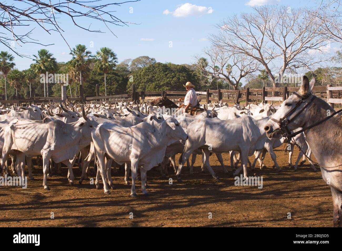 BRAZIL, MATO GROSSO, PANTANAL, REFUGIO ECOLOGICO CAIMAN, RANCH, COWBOYS ...