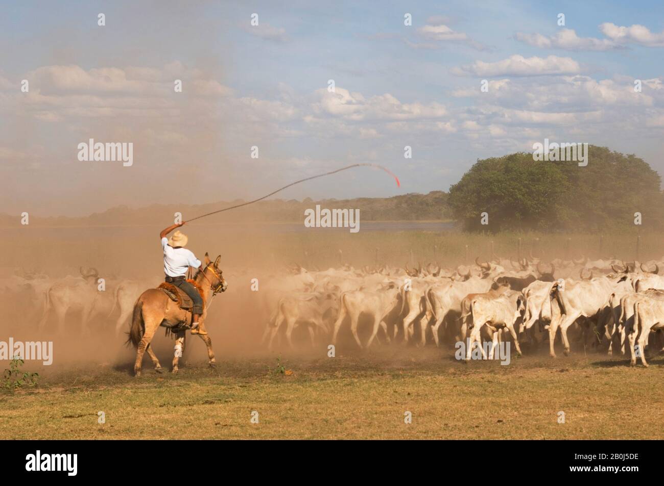 BRAZIL, MATO GROSSO, PANTANAL, REFUGIO ECOLOGICO CAIMAN, RANCH, COWBOY ...
