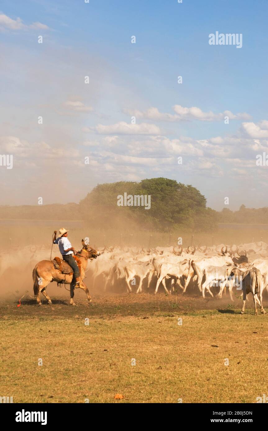 BRAZIL, MATO GROSSO, PANTANAL, REFUGIO ECOLOGICO CAIMAN, RANCH, COWBOY ...