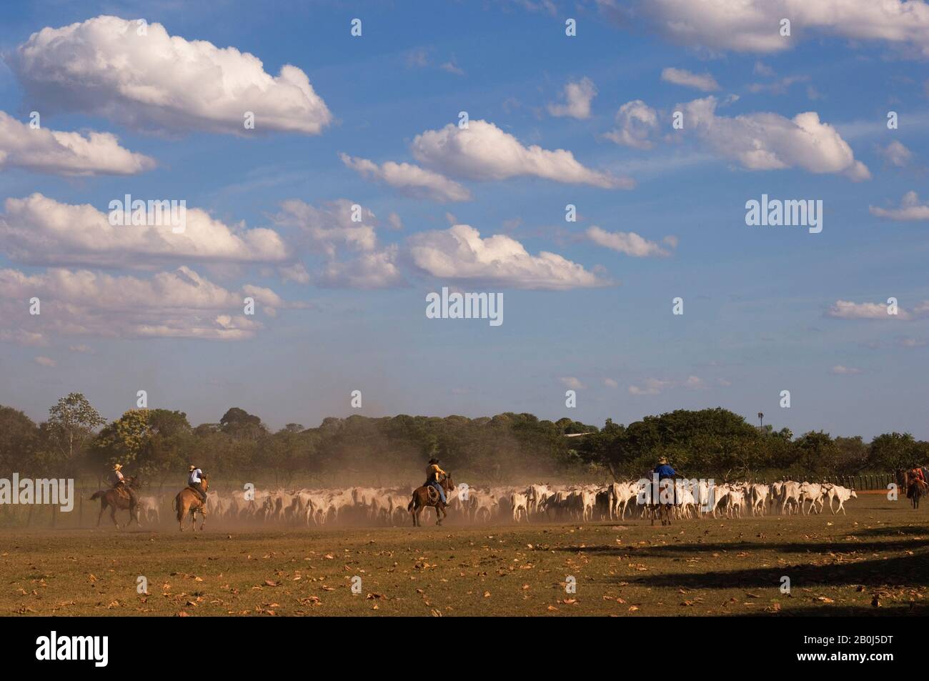 BRAZIL, MATO GROSSO, PANTANAL, REFUGIO ECOLOGICO CAIMAN, RANCH, COWBOYS ...