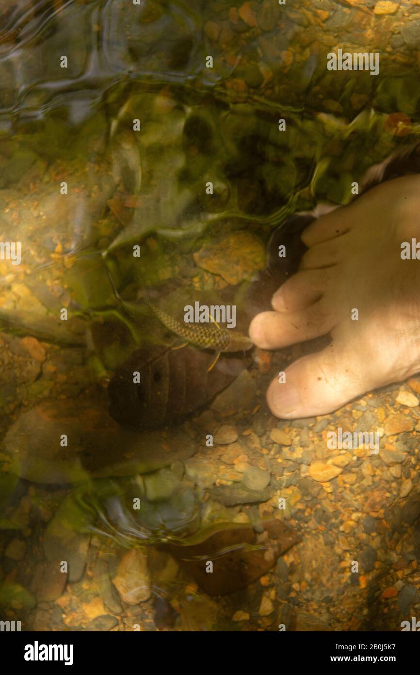 Fish cleans a foot in the Natural Fish Spa of a river at the Ulu ...