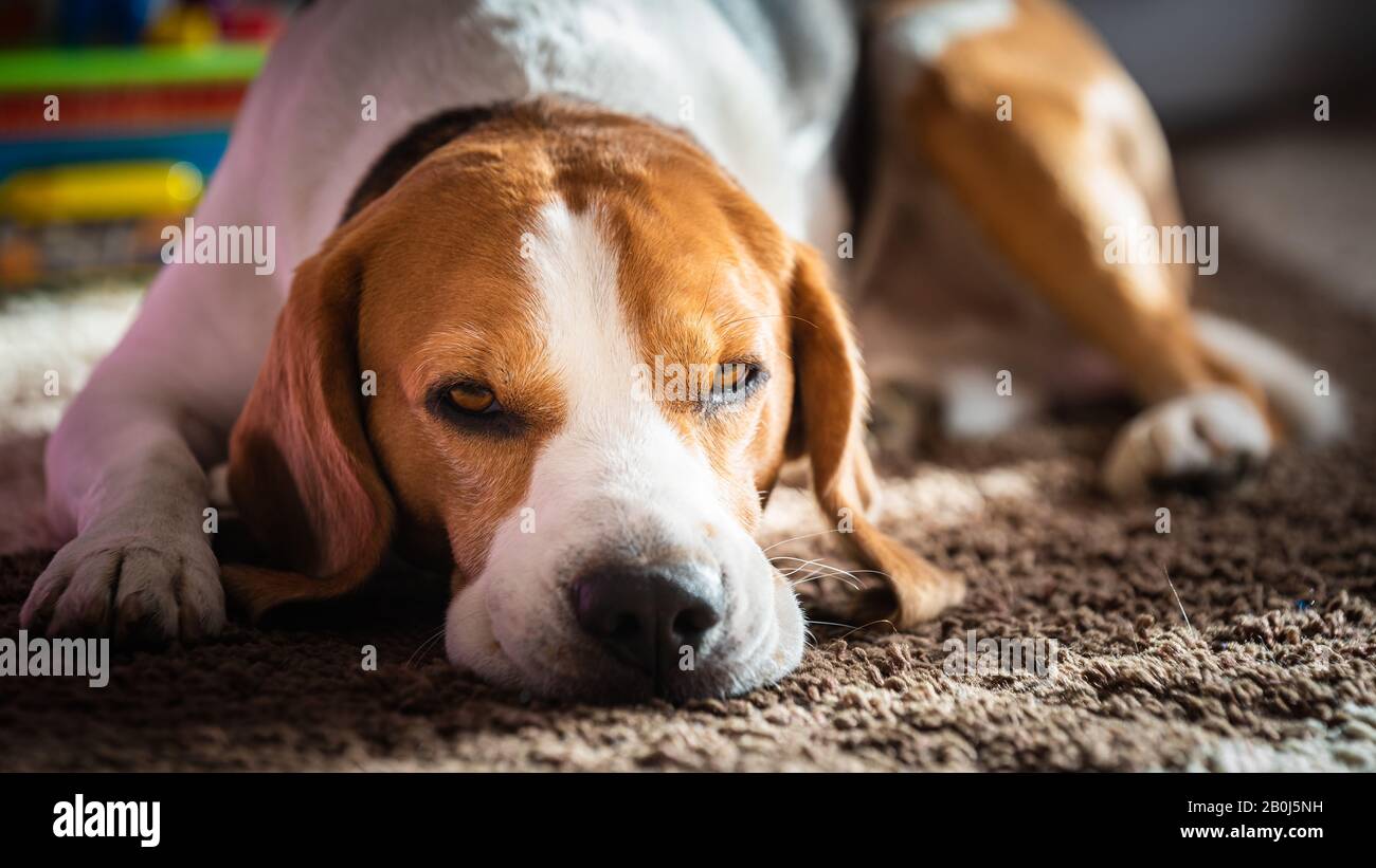 Beagle on warm carpet hi-res stock photography and images - Alamy