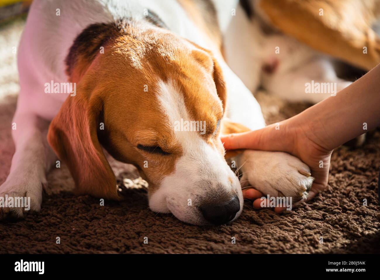 Beagle dog tired sleeps on a carpet floor, child grabbing dogs paw ...