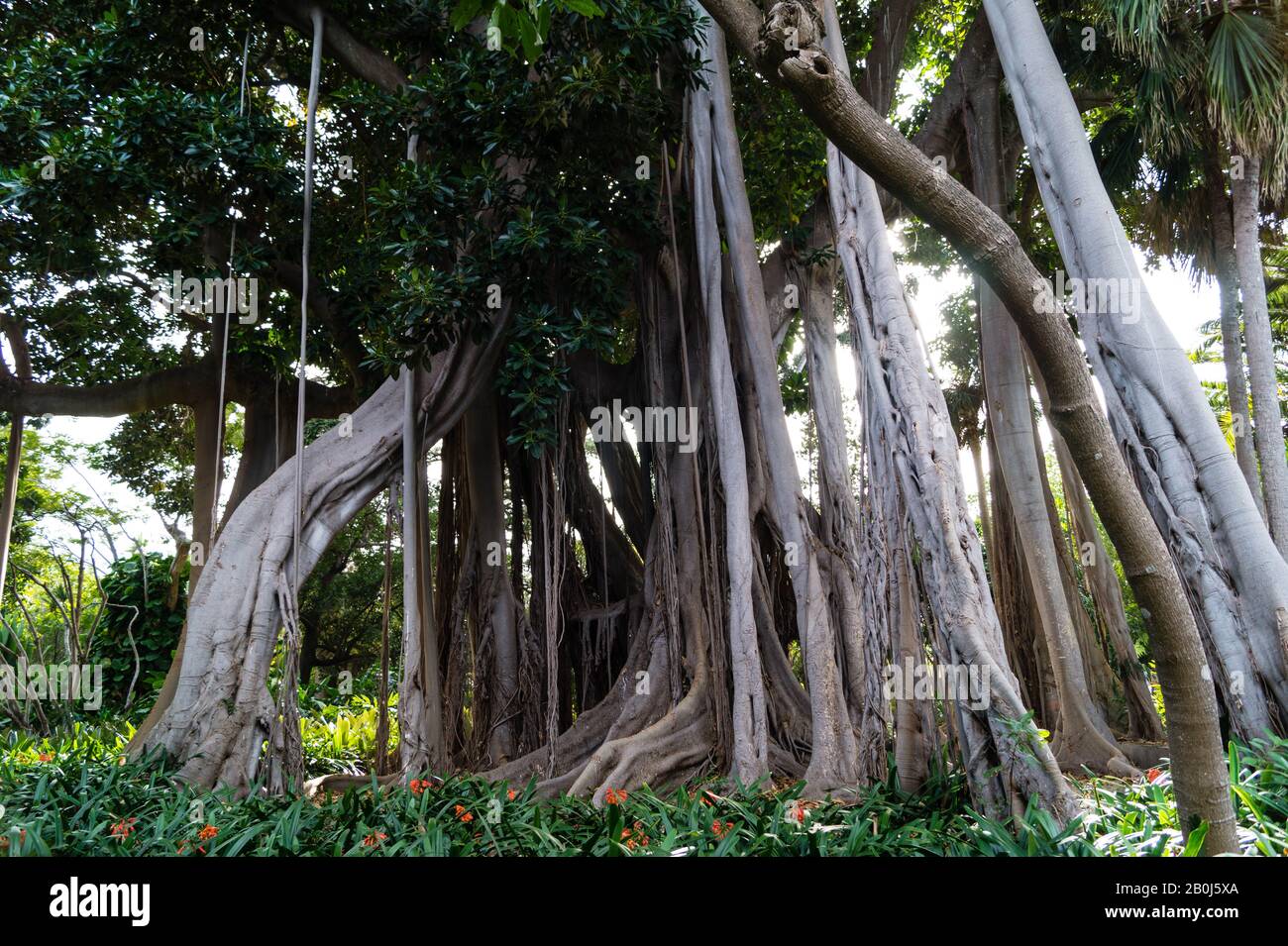 Ficus macrophylla columnaris the giant fig tree with air roots Stock ...