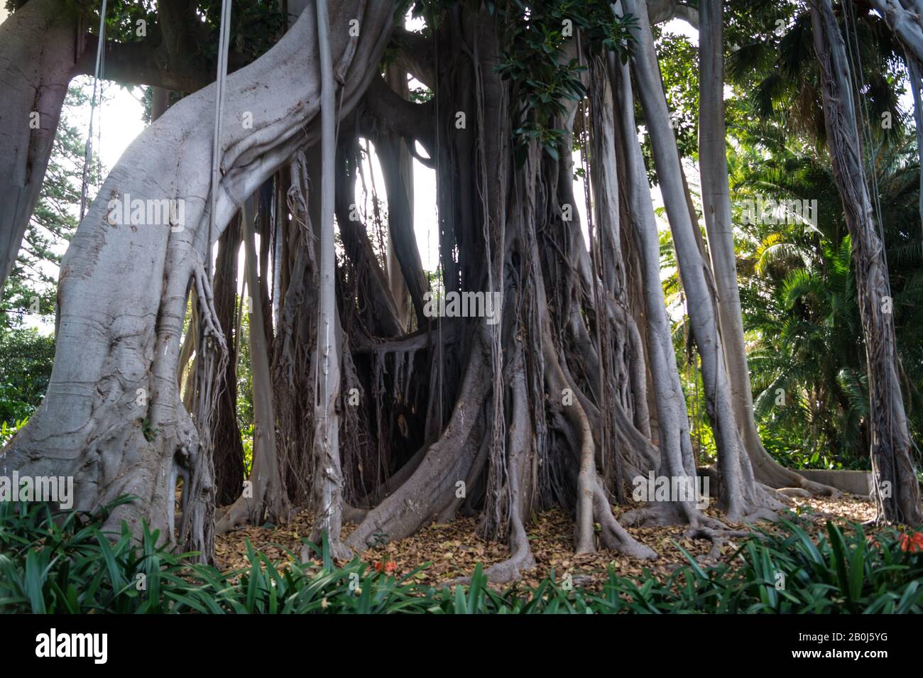 Moreton bay fig ficus macrophylla columnaris hi-res stock photography ...