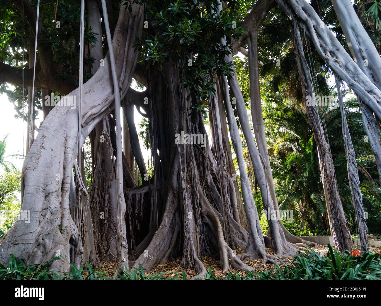 Ficus macrophylla columnaris the giant fig tree with air roots Stock ...