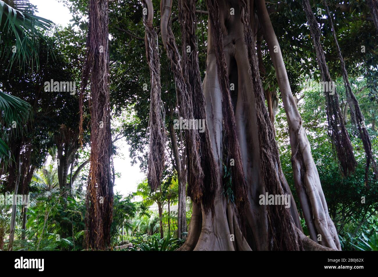 Moreton bay fig ficus macrophylla columnaris hi-res stock photography ...