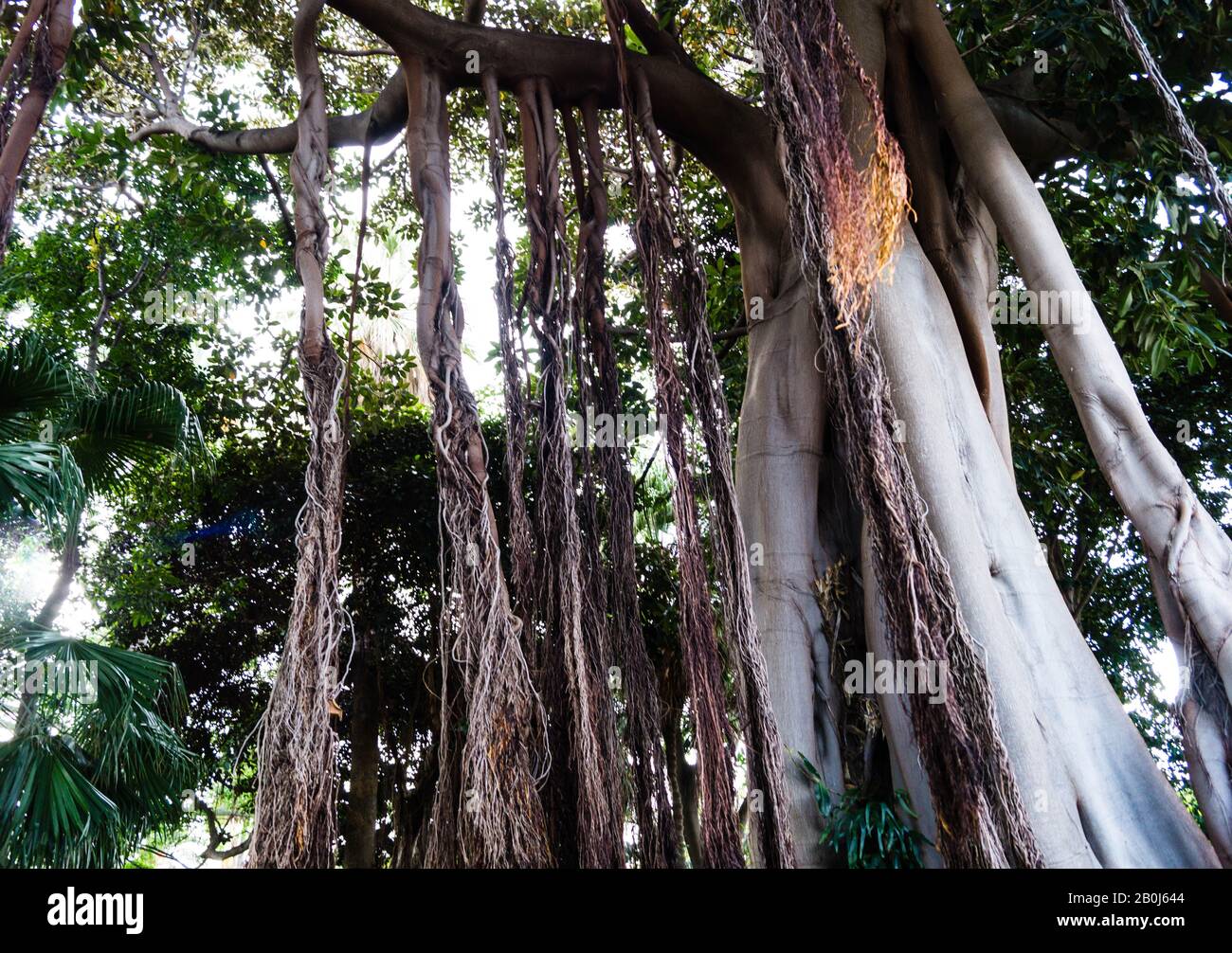 Ficus macrophylla columnaris the giant fig tree with air roots Stock ...