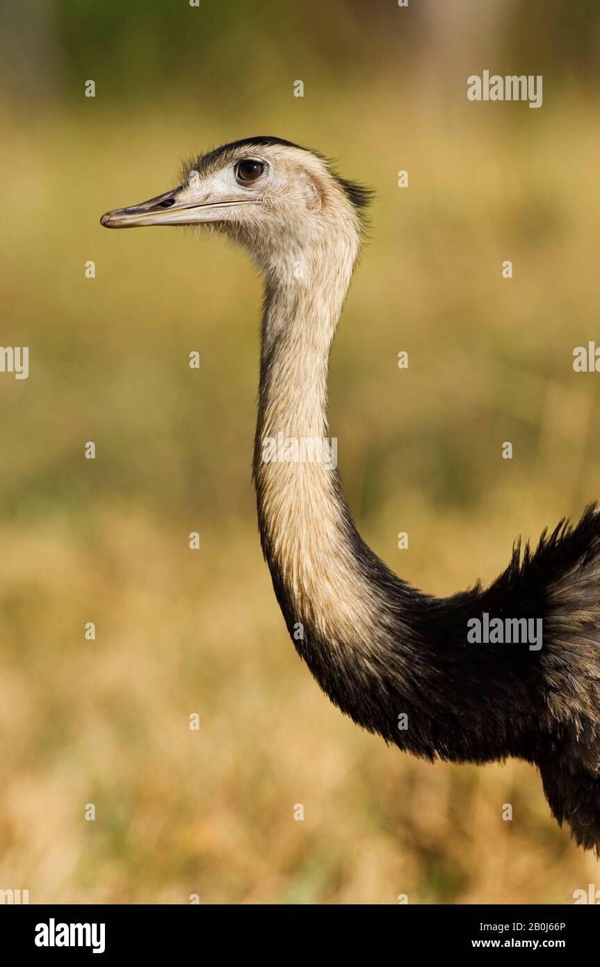 BRAZIL, MATO GROSSO, PANTANAL, REFUGIO ECOLOGICO CAIMAN, GREATER RHEAS ...