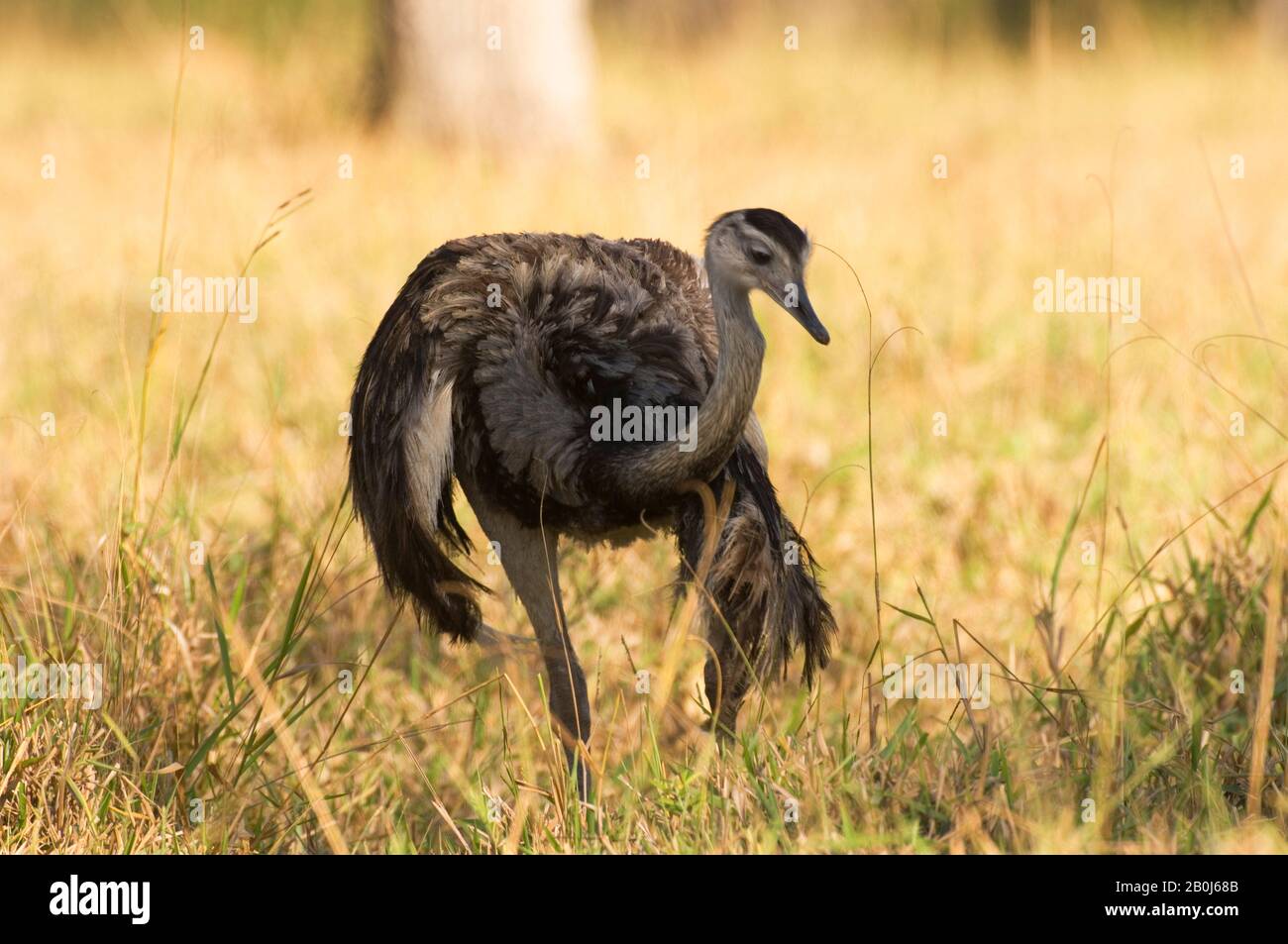 BRAZIL, MATO GROSSO, PANTANAL, REFUGIO ECOLOGICO CAIMAN, GREATER RHEAS (Rhea americana Stock ...