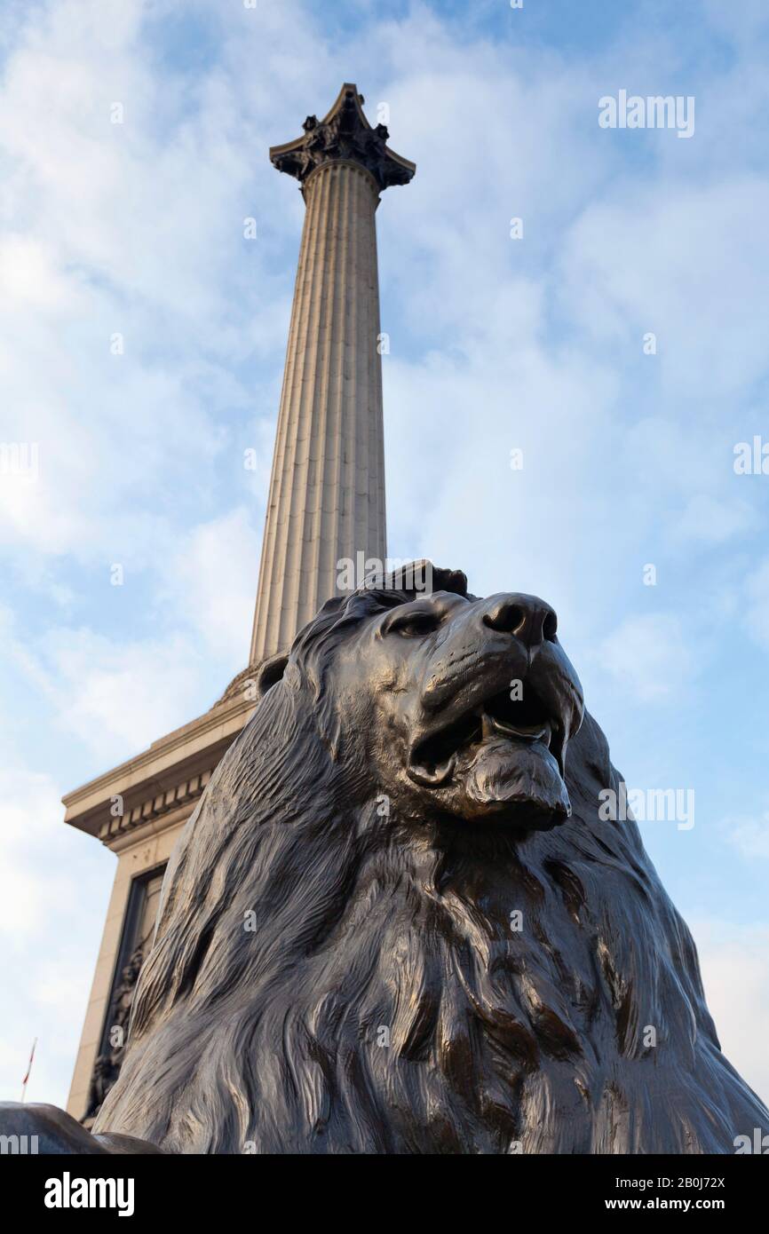 Lion statue at base of Nelson's Column, Trafalgar Square, London Stock ...