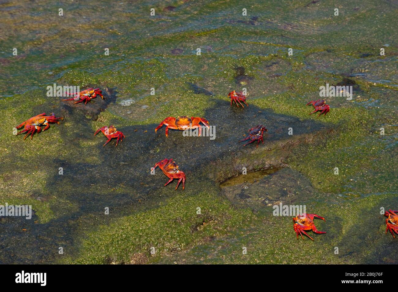 Crustacean algae hi-res stock photography and images - Alamy